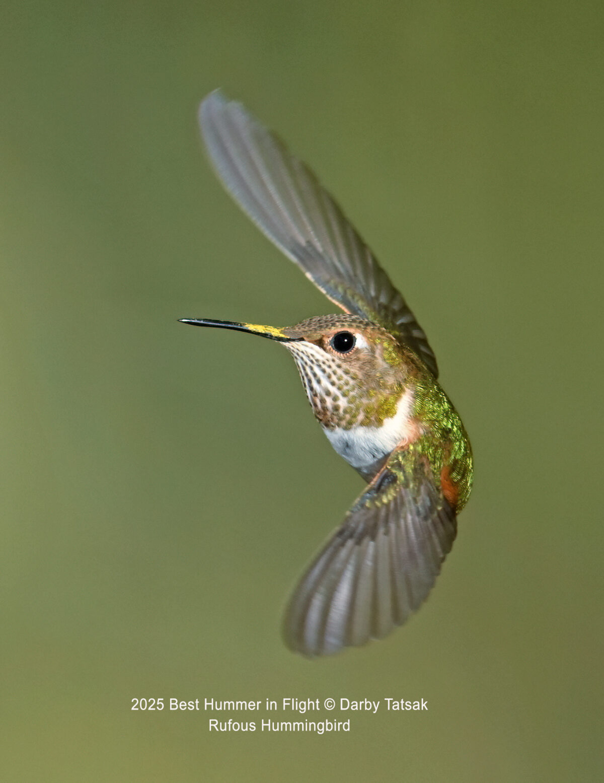 Hummingbird Festival Photo Contest - Sedona Hummingbird Festival