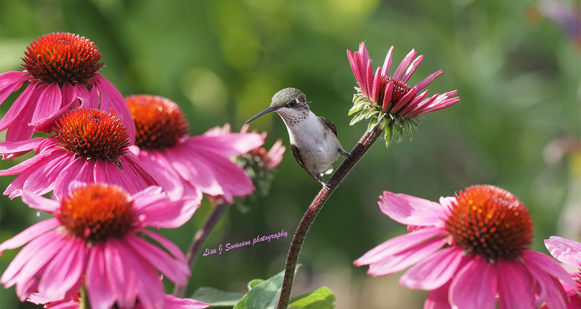 Hummingbird Festival Sponsors - Sedona Hummingbird Festival