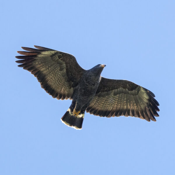 Birding Field Trips - Sedona Hummingbird Festival