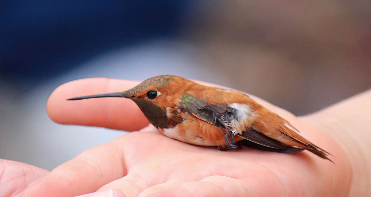 Hummingbird Banding Demonstrations - Sedona Hummingbird Festival