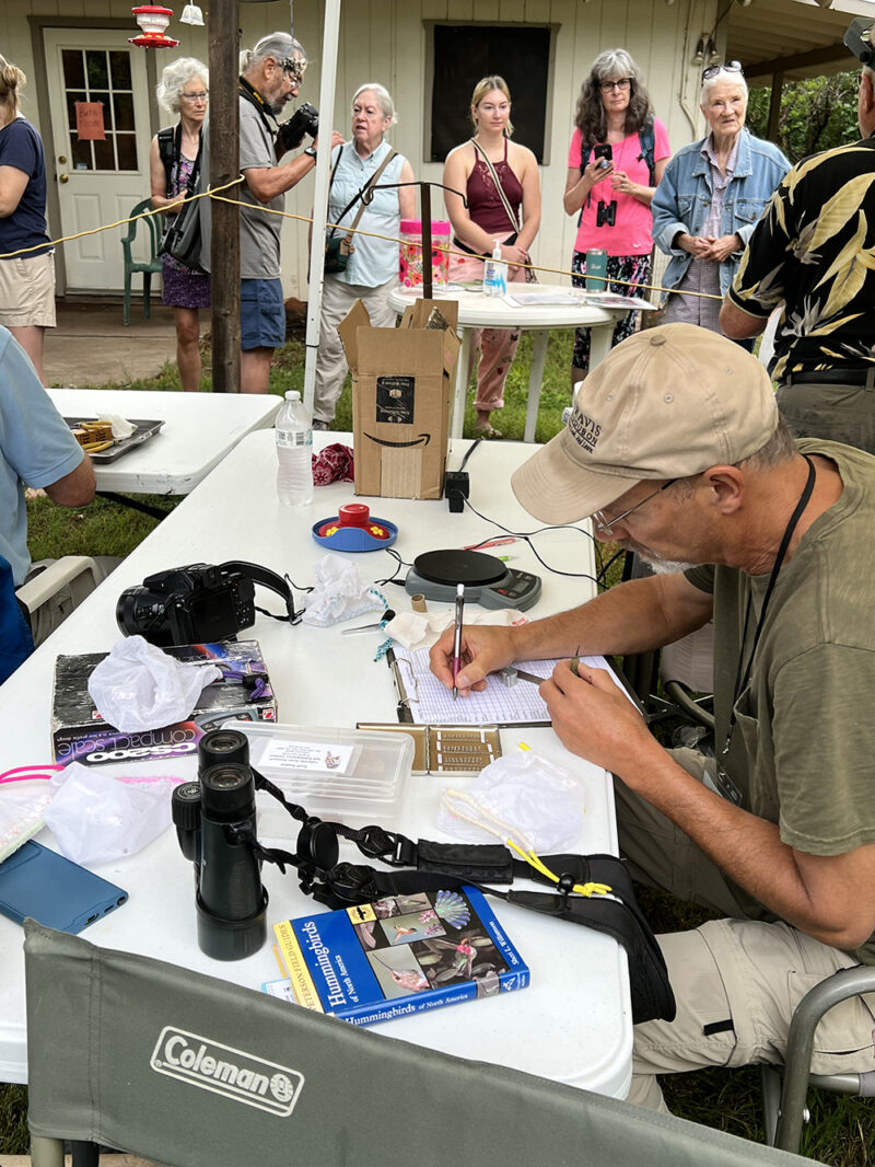 Hummingbird Banding Demonstrations - Sedona Hummingbird Festival
