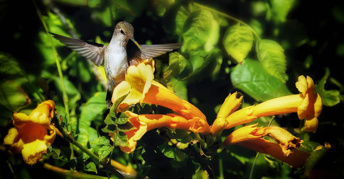 Hummingbird Festival Videos - Sedona Hummingbird Festival