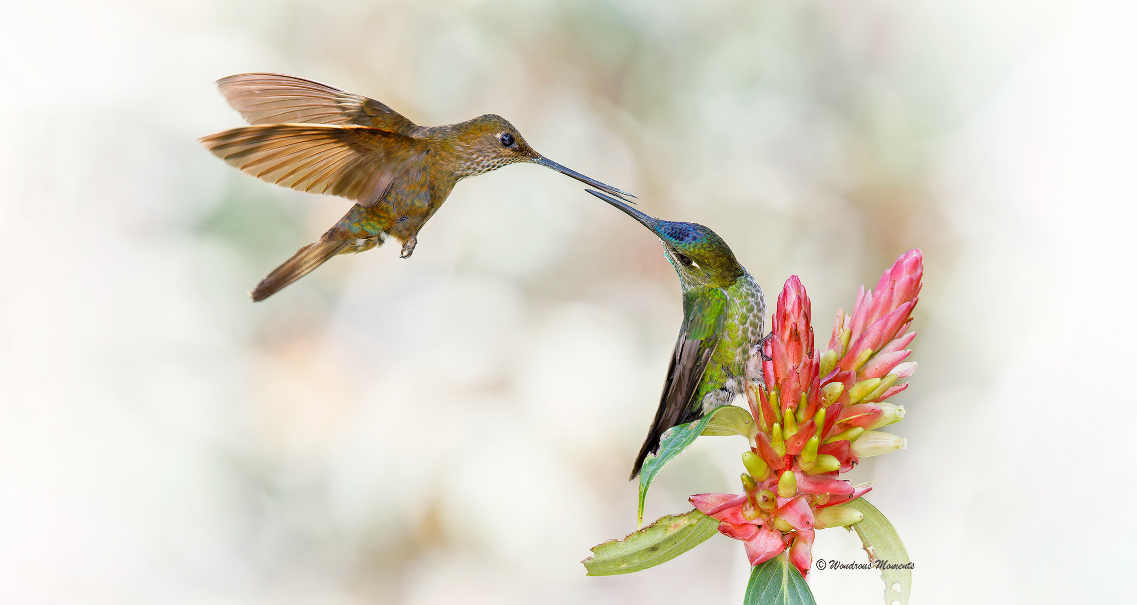 Contact - Sedona Hummingbird Festival