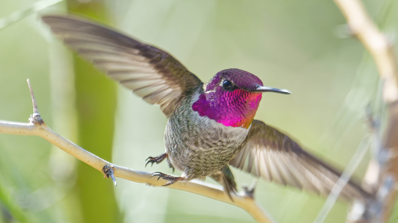 Hummingbird Festival Featured Hummer - the Rivoli’s Hummingbird!