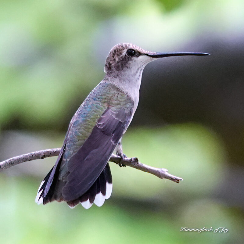 About Sedona Hummingbirds Sedona Hummingbird Festival
